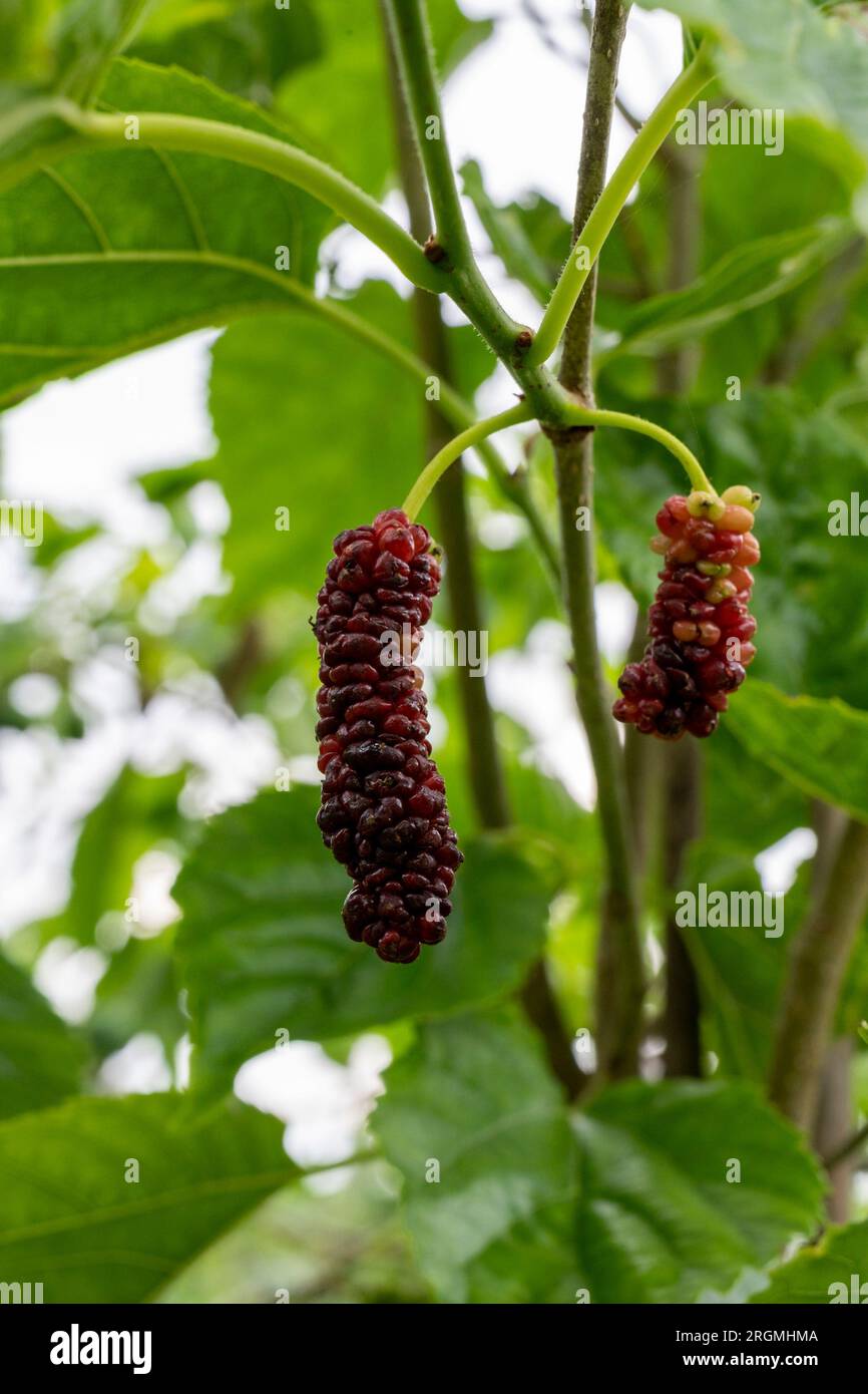 Black mulberries (morus nigra) growing on a mulberry tree in London ...