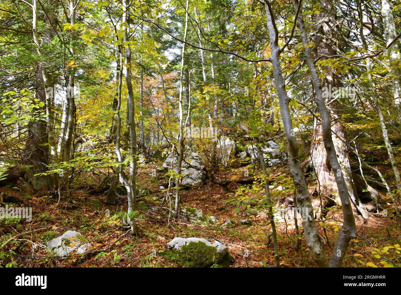 Autumn broadleaf, temperate, deciduous forest in yellow and green ...
