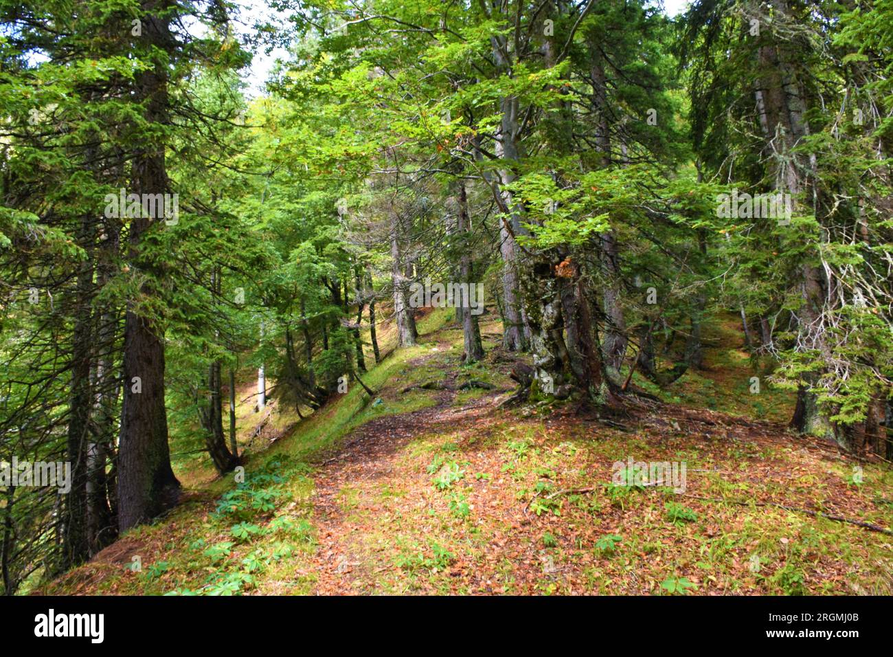 Temperate, deciduous, broadleaf common beech forest in summer Stock ...