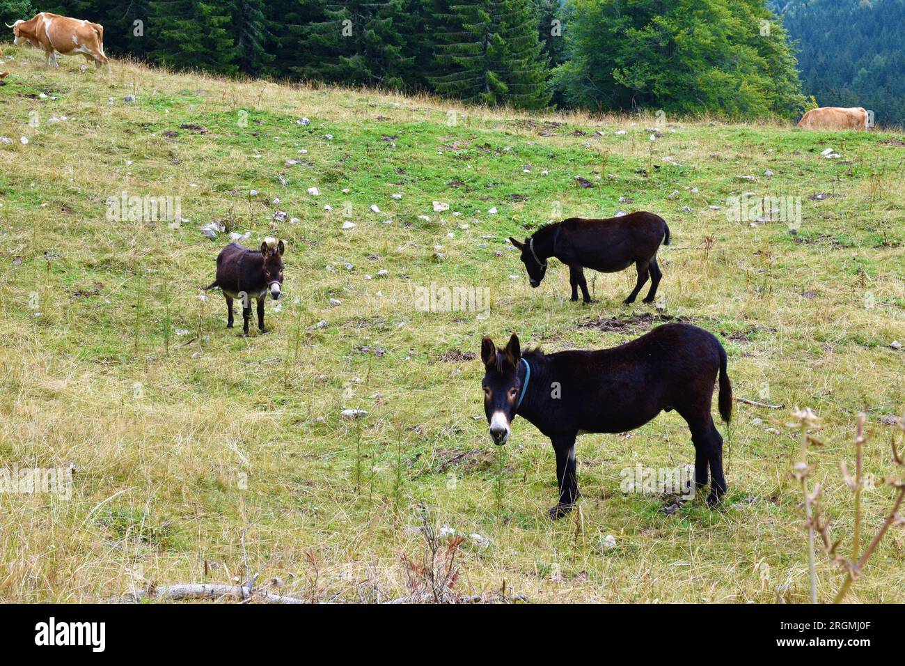 Family on donkeys hi-res stock photography and images - Alamy