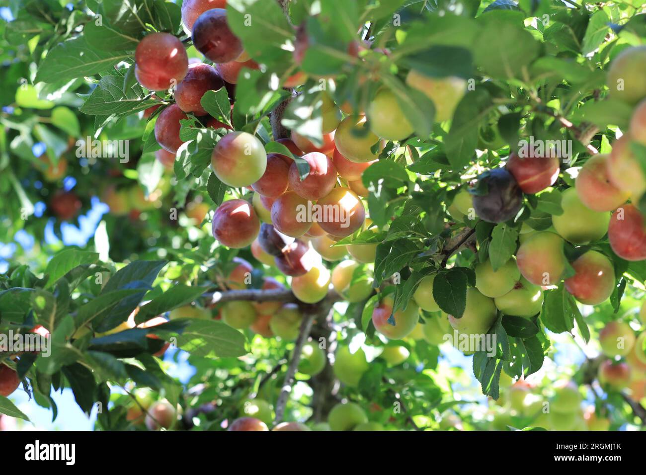 Plum tree cut hi-res stock photography and images - Alamy