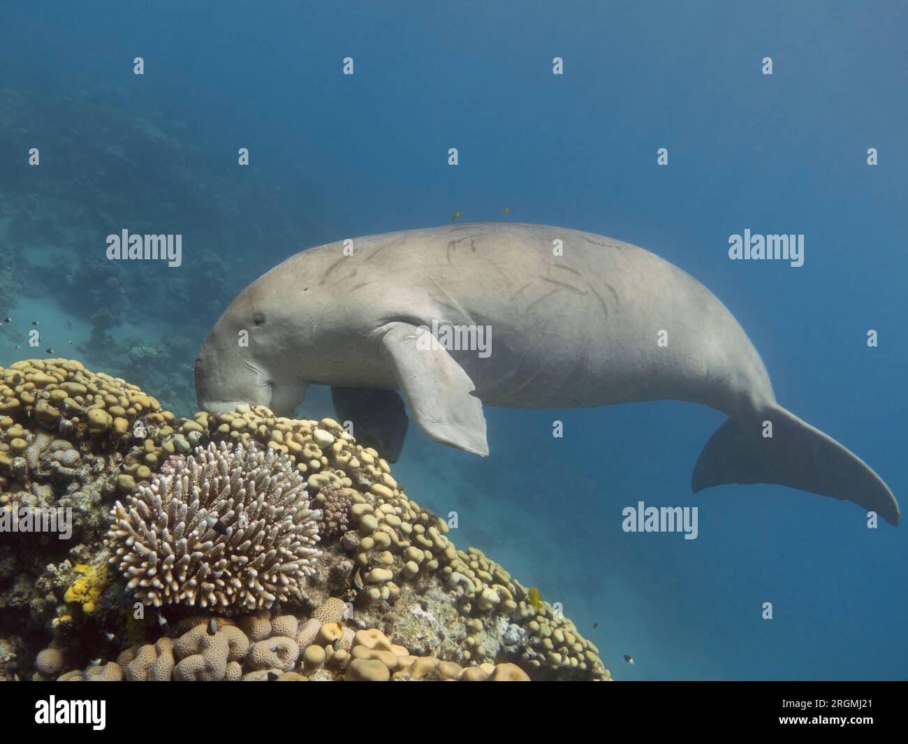 Dugong sea cow hi-res stock photography and images - Alamy
