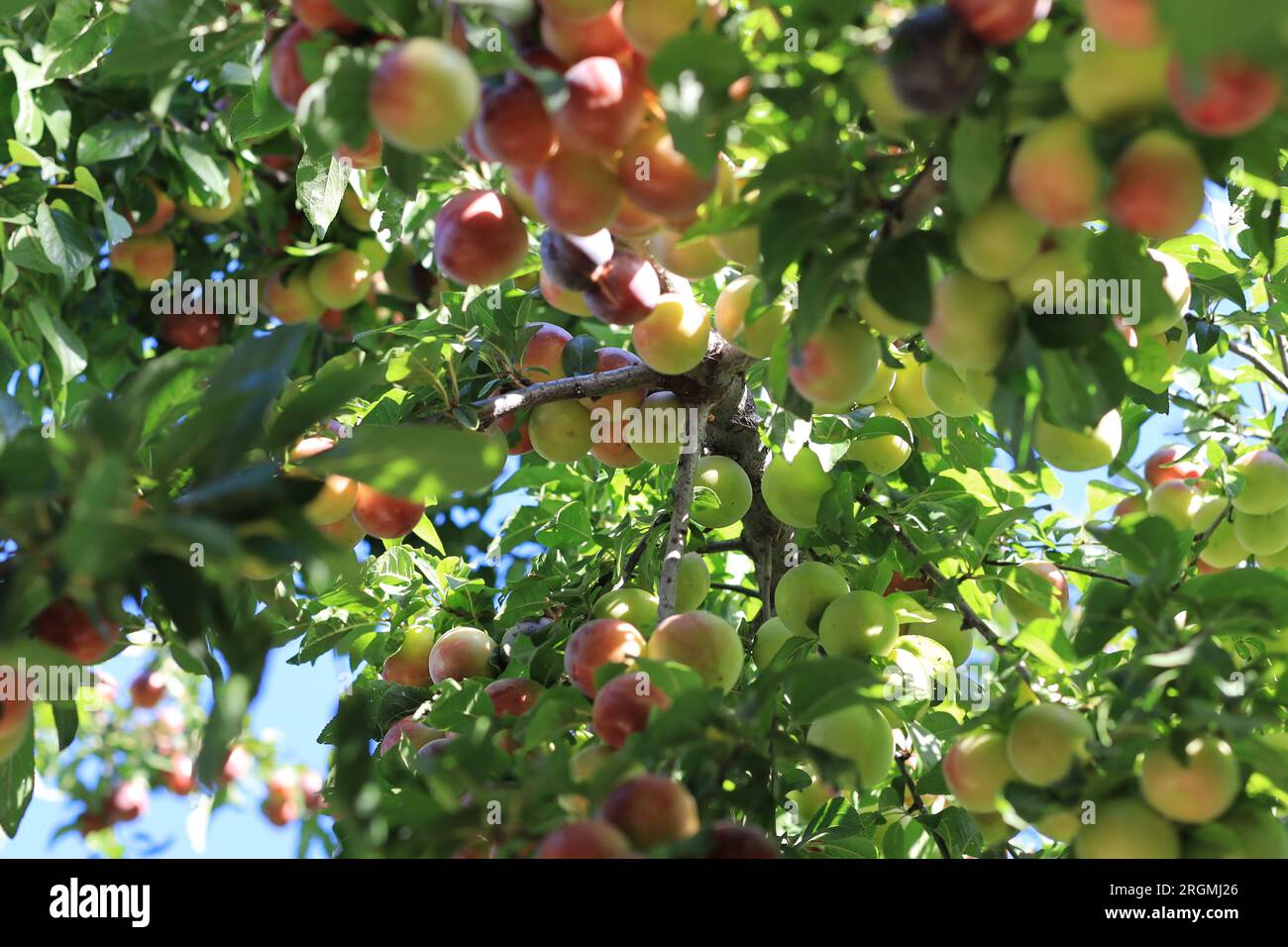 Plum tree botanical illustration hi-res stock photography and images ...