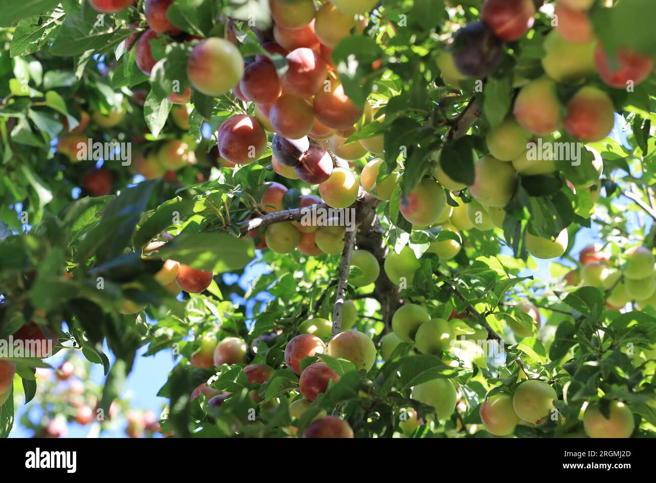 Botanical illustration of plum tree hi-res stock photography and images ...