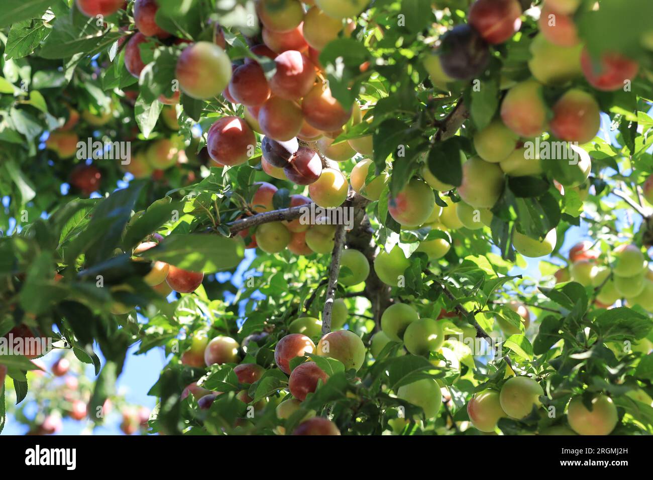 Botanical plum fruit tree illustration hi-res stock photography and ...