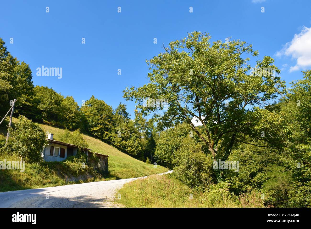 Common walnut (Juglans regia) tree growing next to a road Stock Photo ...
