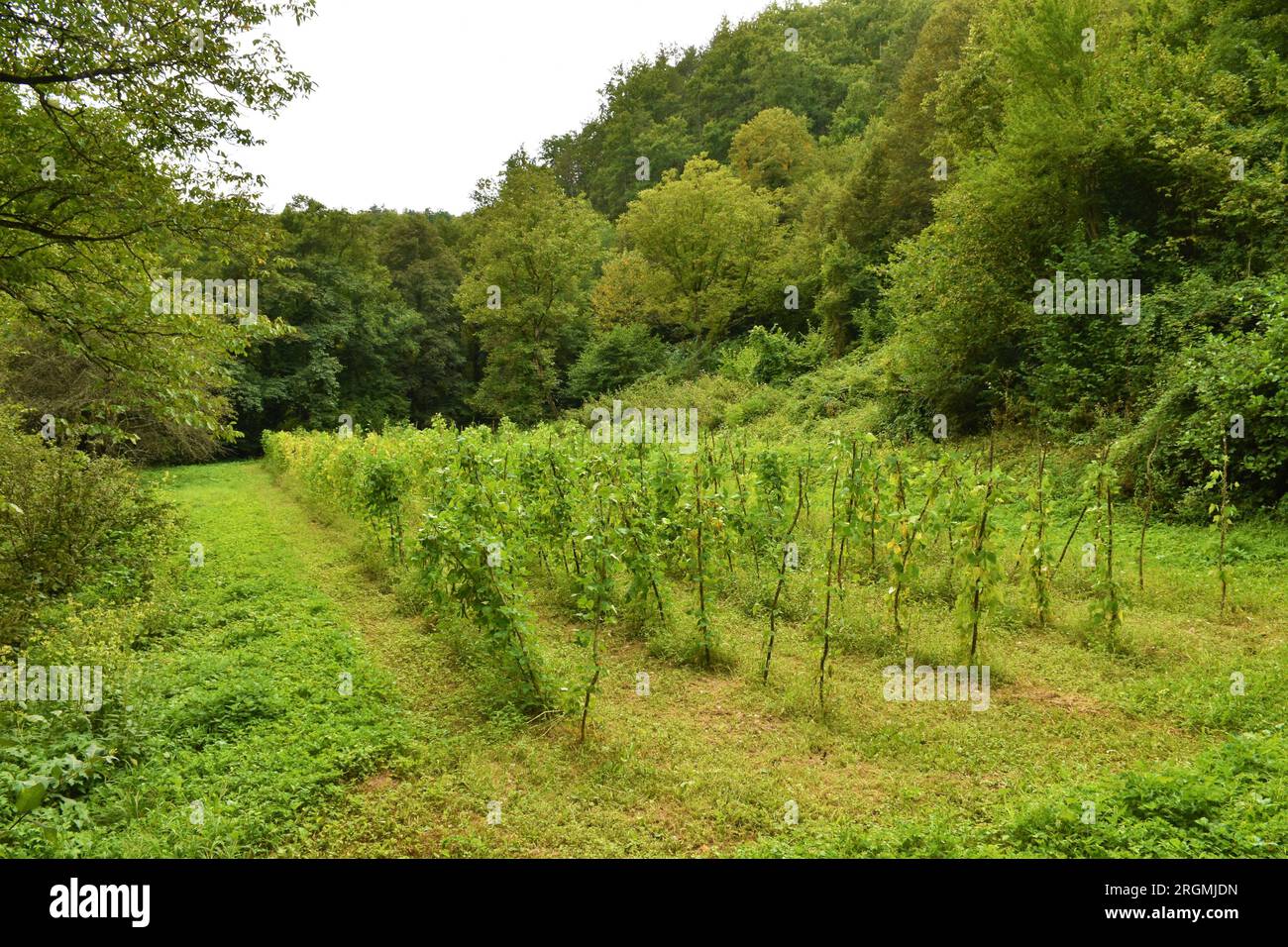 Field of common bean (Phaseolus vulgaris) in a forest Stock Photo - Alamy