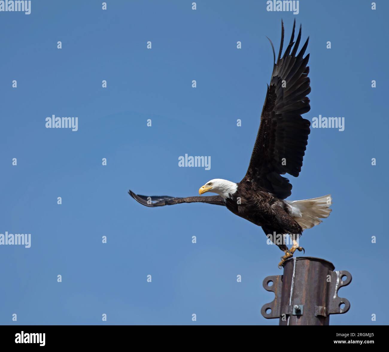 Spread eagle symbol hi-res stock photography and images - Alamy