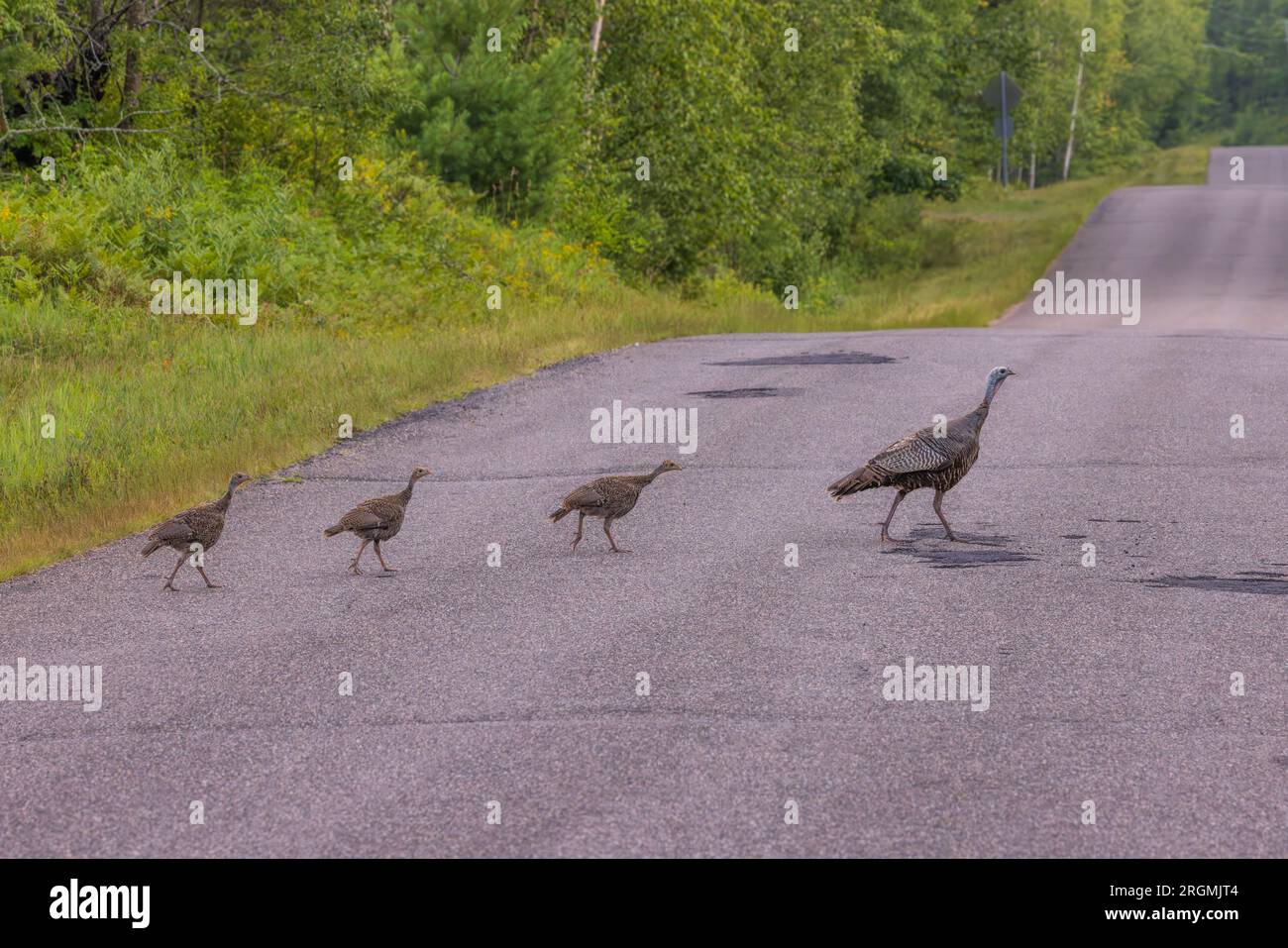 Hen and her poults crossing a rural road in northern Wisconsin Stock ...