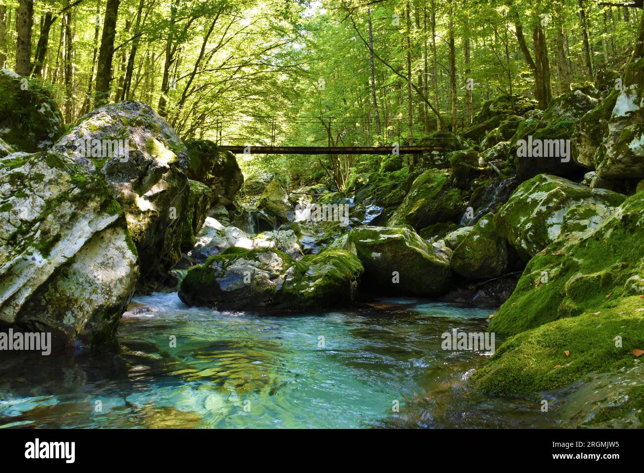 Creek at Sunik water grove flowing through a forest in Lepena, Julian ...