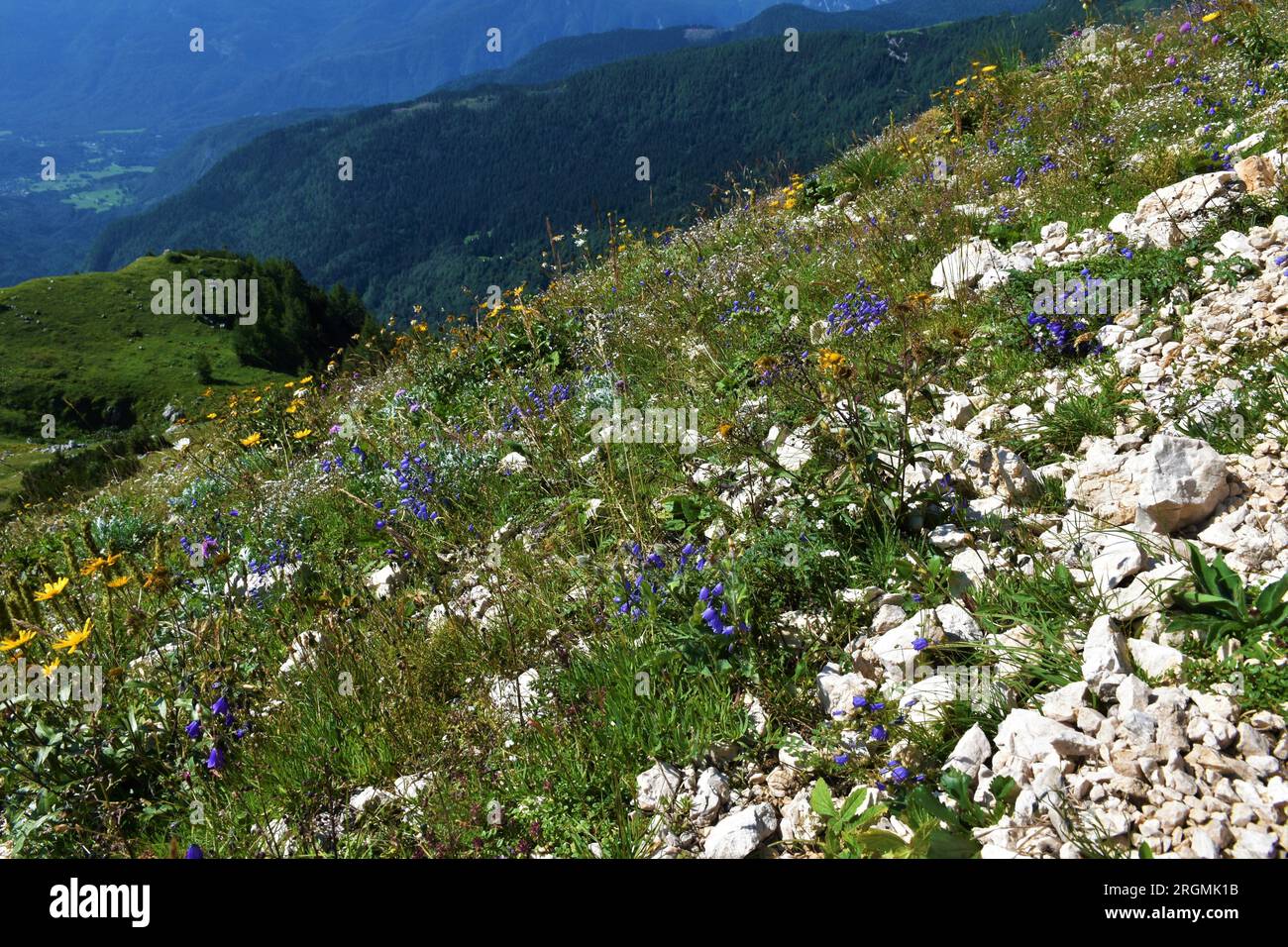 Colorful alpine rock garden with white and blue flowers in Julian alps ...