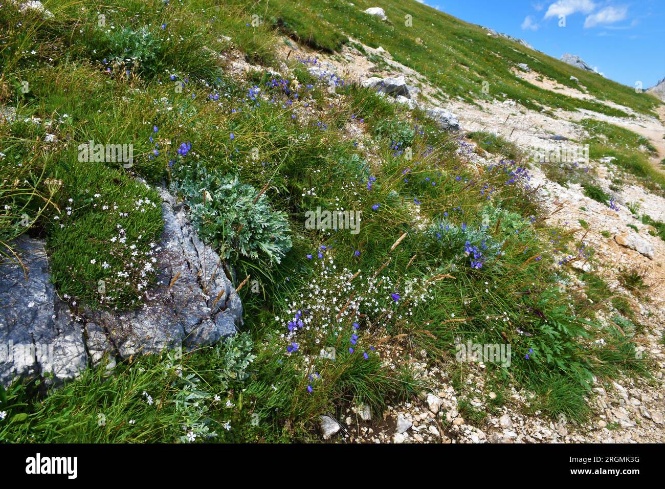 Alpine wild garden with blue earleaf bellflower (Campanula ...