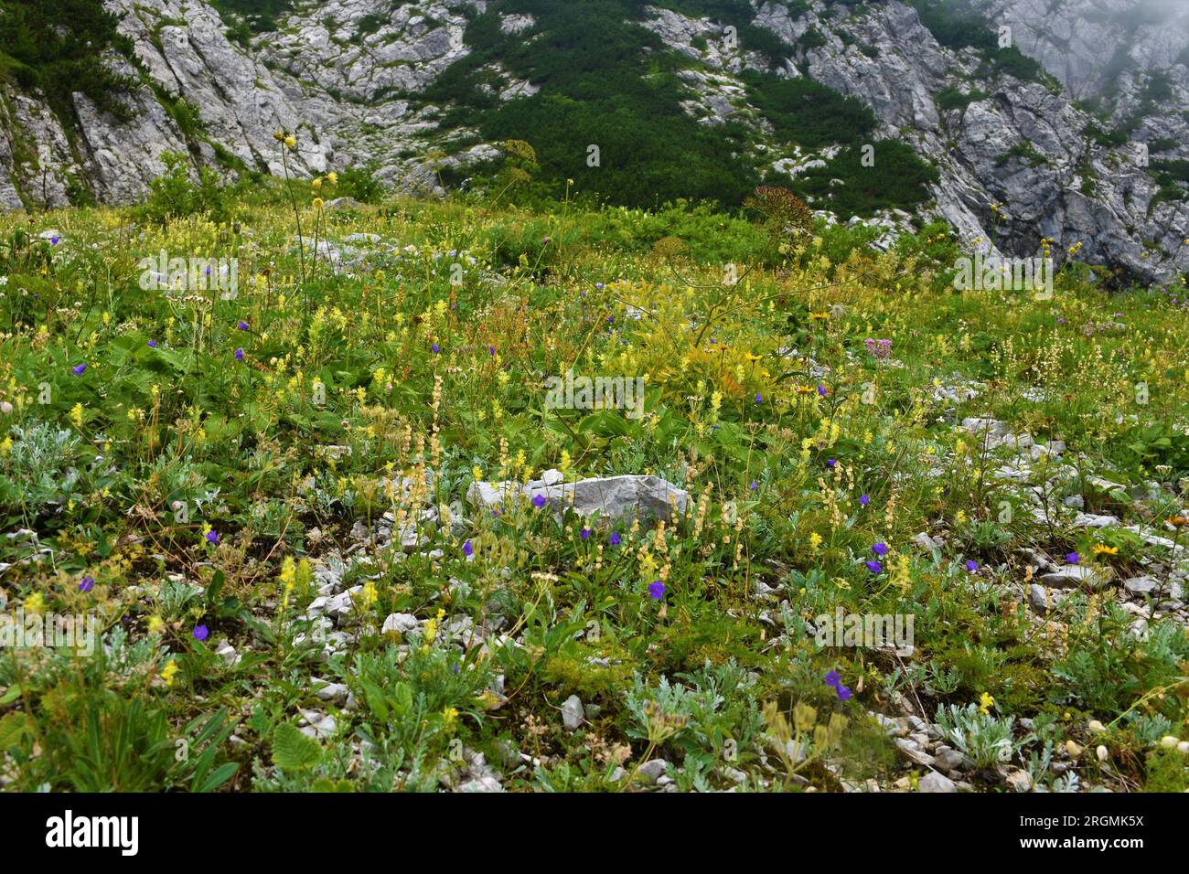 Colorful alpine rock garden with yellow and blue flowers under Crna ...
