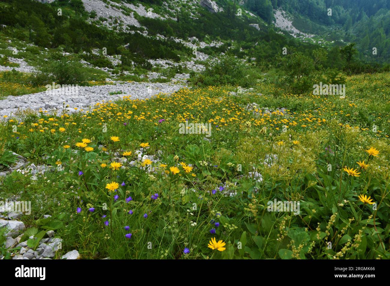 Rocky alpine landscape with a meadow full of yellow ox-eye and blue ...