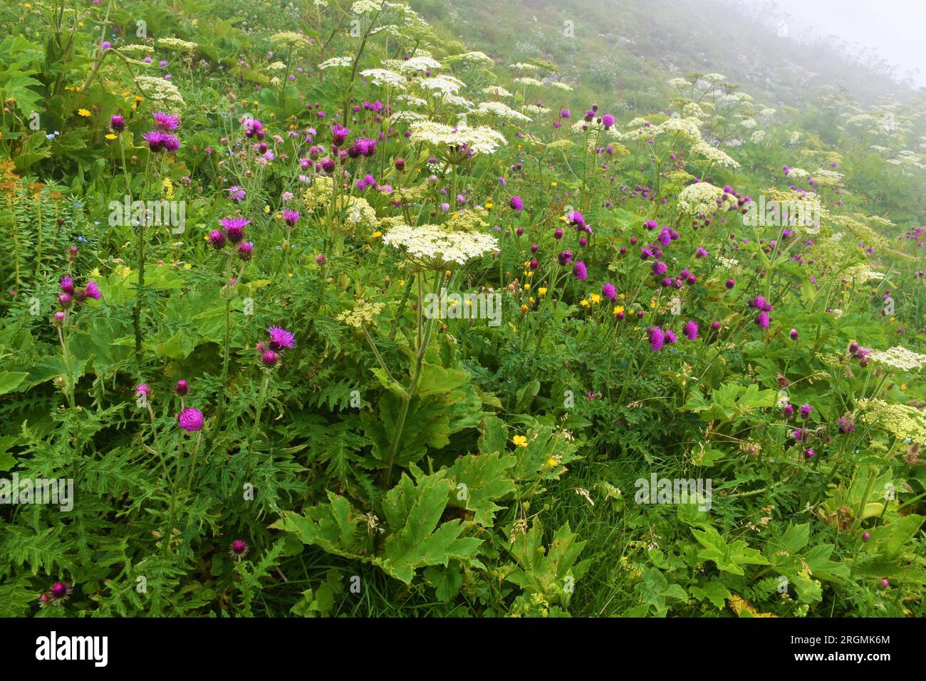 Colorful alpine wild garden at Crna Prst in Julian alps and Triglav ...