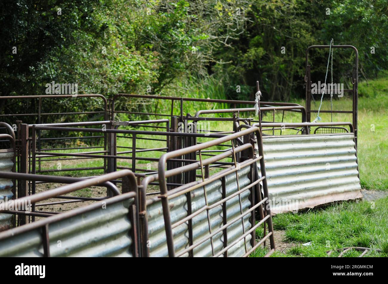 Steel sheep fencing hi-res stock photography and images - Alamy