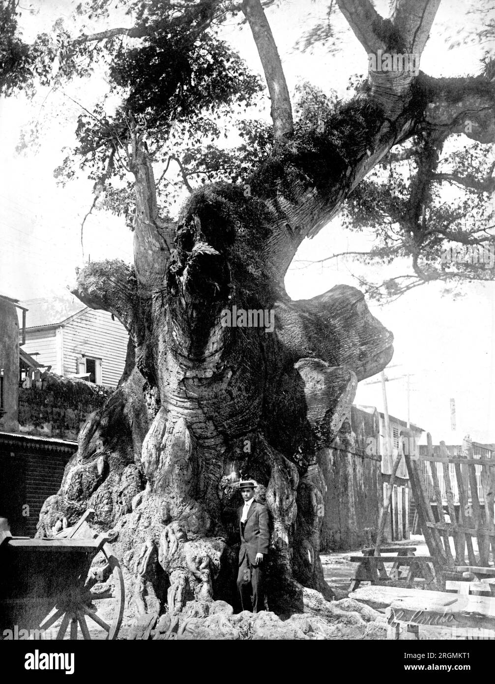 Tied to tree Black and White Stock Photos & Images - Alamy