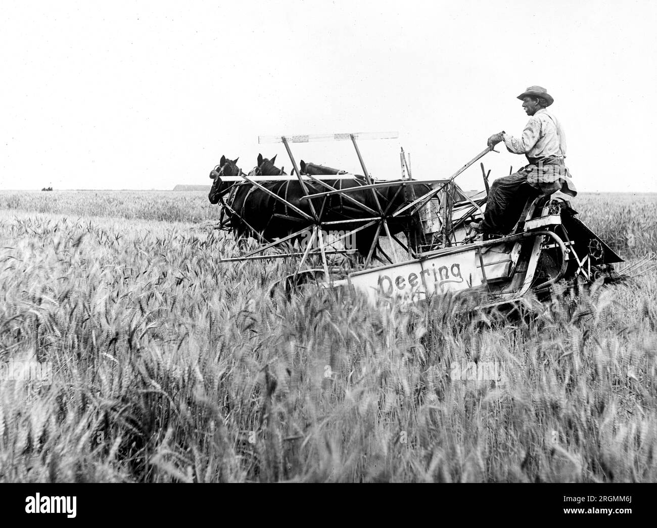 A farmer in Wyoming driving a team of horses and pulling a Deering farm ...