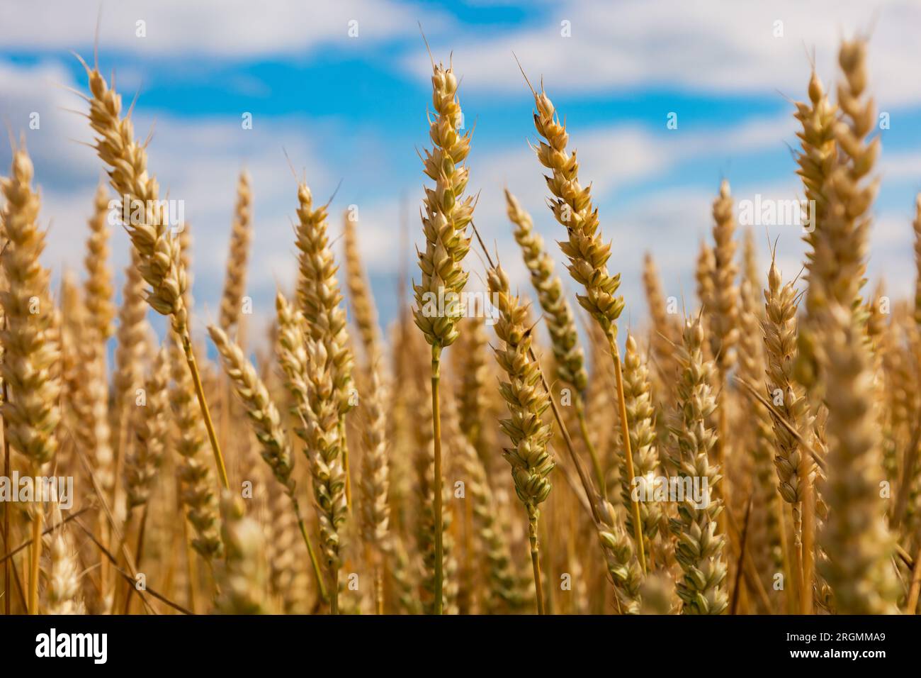Yellow common wheat growing in the cultivated field in summer sunny day ...