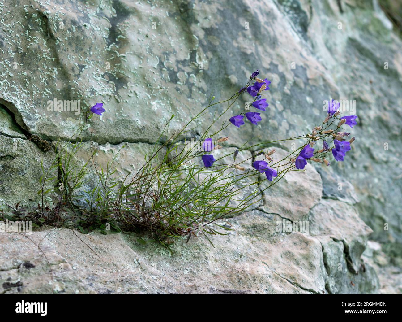Flower between rock at Plitvice Lakes National Park, Croatia. This ...