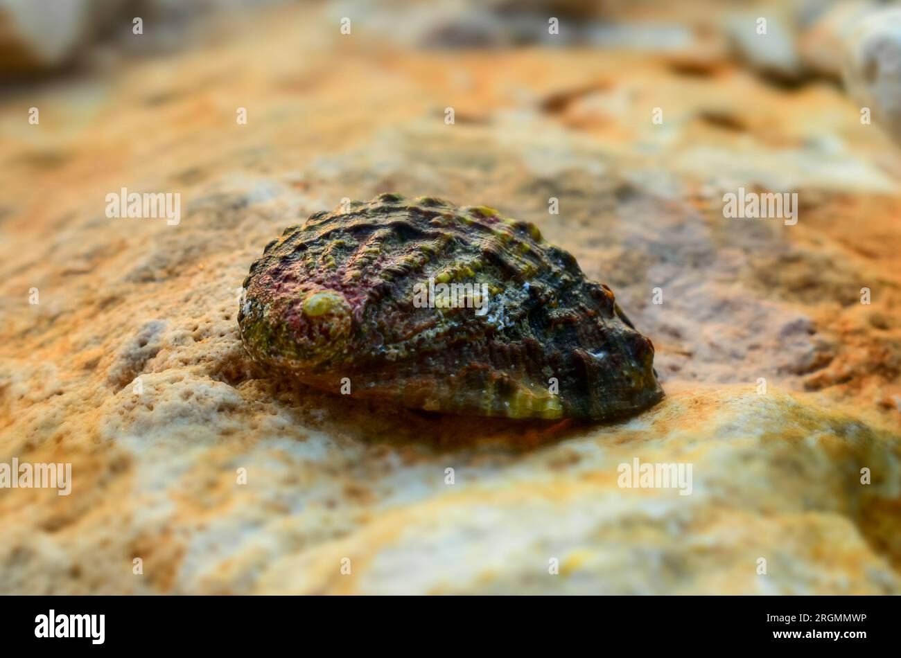 Seashell beach colours hi-res stock photography and images - Alamy