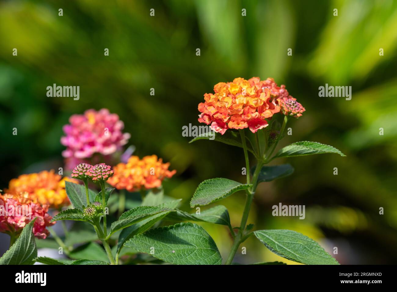 Close up of common lantana (lantana camara) flowers in bloom Stock ...