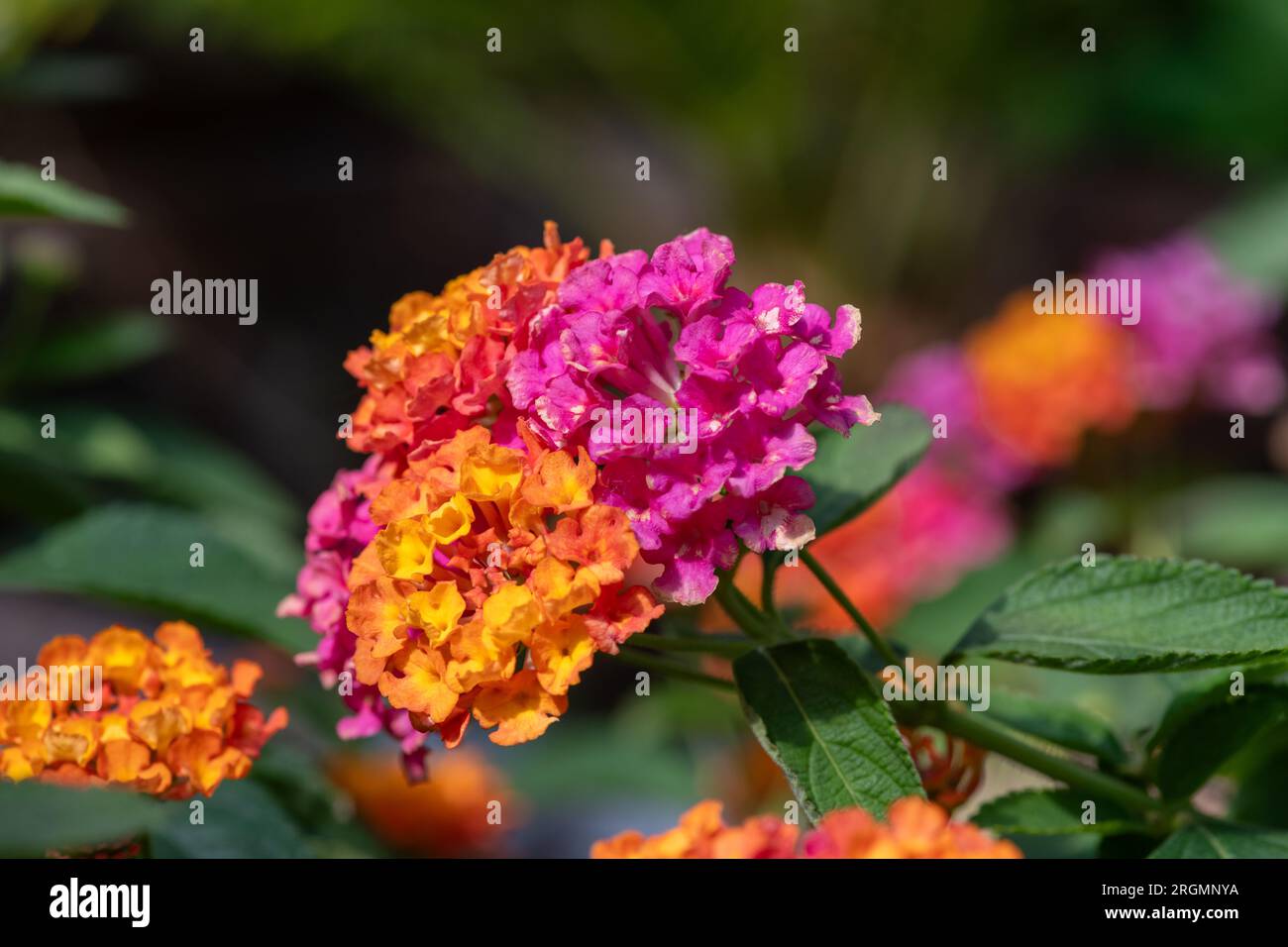 Close up of common lantana (lantana camara) flowers in bloom Stock ...