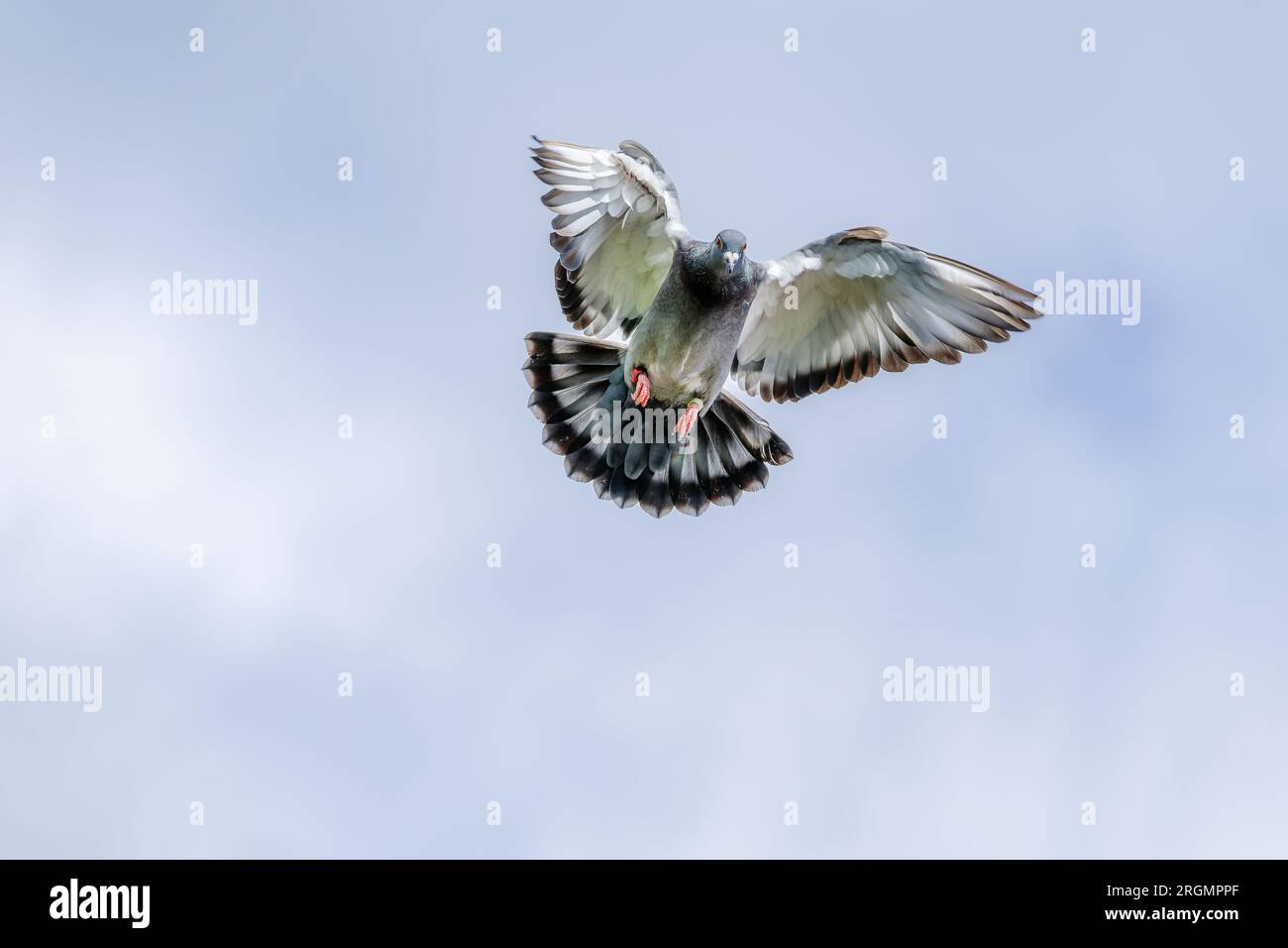 Beautiful flying carrier pigeon with wings spread wide against a blue ...