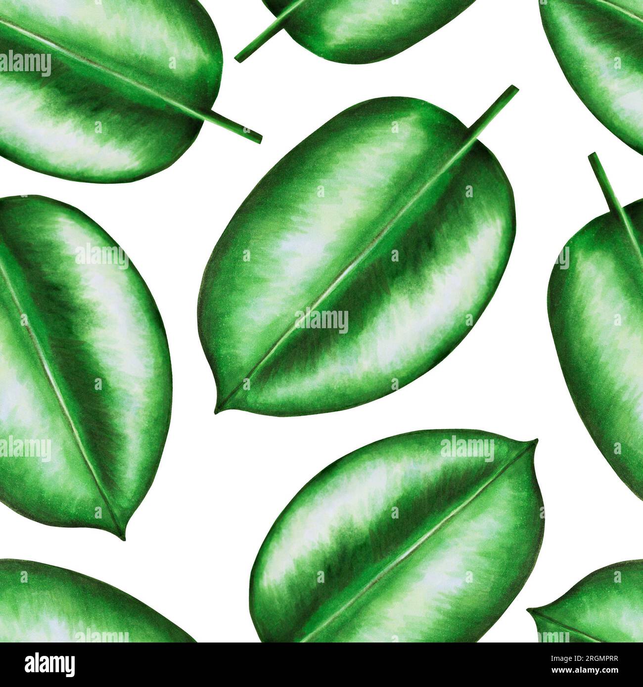 Watercolor realistic seamless pattern tropical illustration of ficus ...