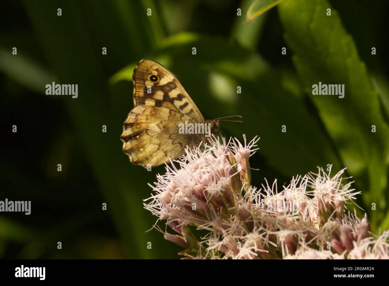 Vibrant butterfly wing patterns hi-res stock photography and images - Alamy