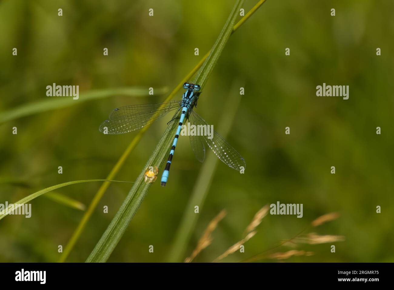 Azure Damselfly - Coenagrion puella Stock Photo - Alamy Azure Damselfly - Coenagrion puella Stock Photo - Alamy