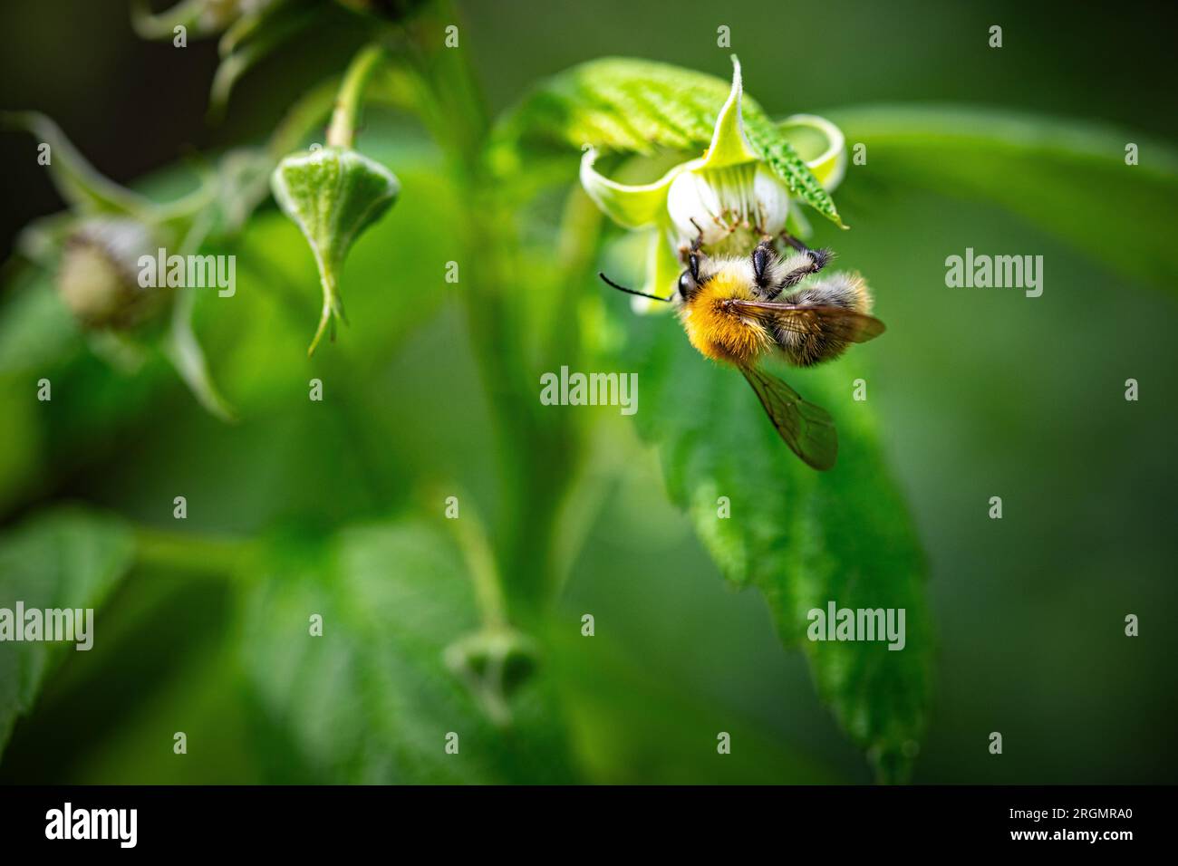 Bee on the raspberry flower on summer Stock Photo - Alamy
