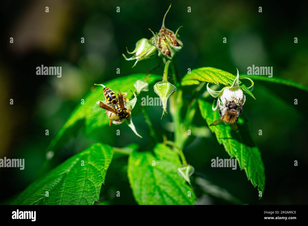 A bee and a wasp next to each other on one plant - raspberry flowers ...