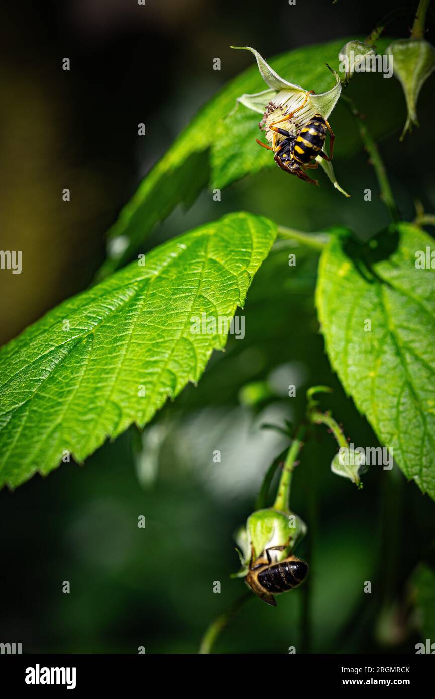A bee and a wasp next to each other on one plant - raspberry flowers ...