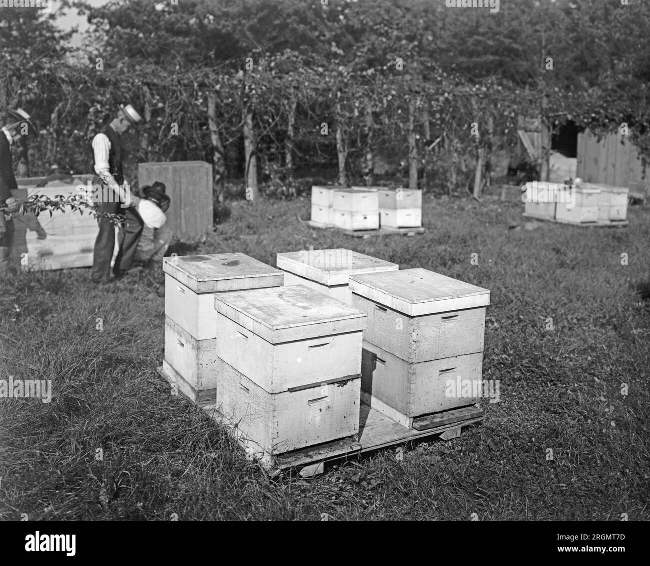 Bee hives in Black and White Stock Photos & Images - Alamy
