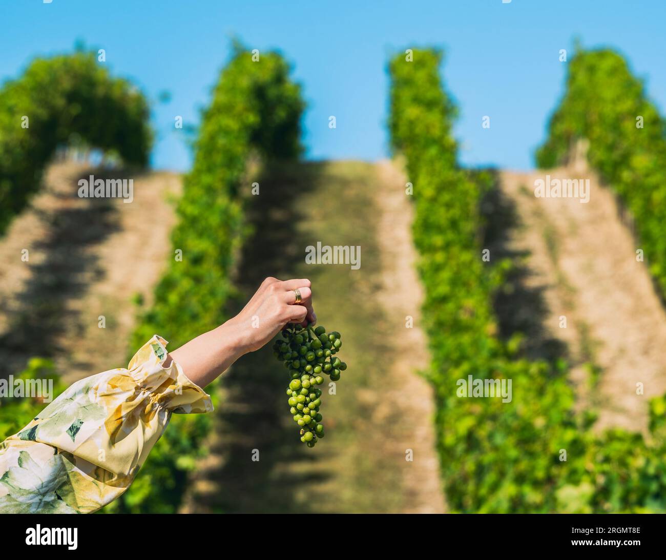 Woman's hand holding a bunch of grapes with Orderly rows of grapes ...