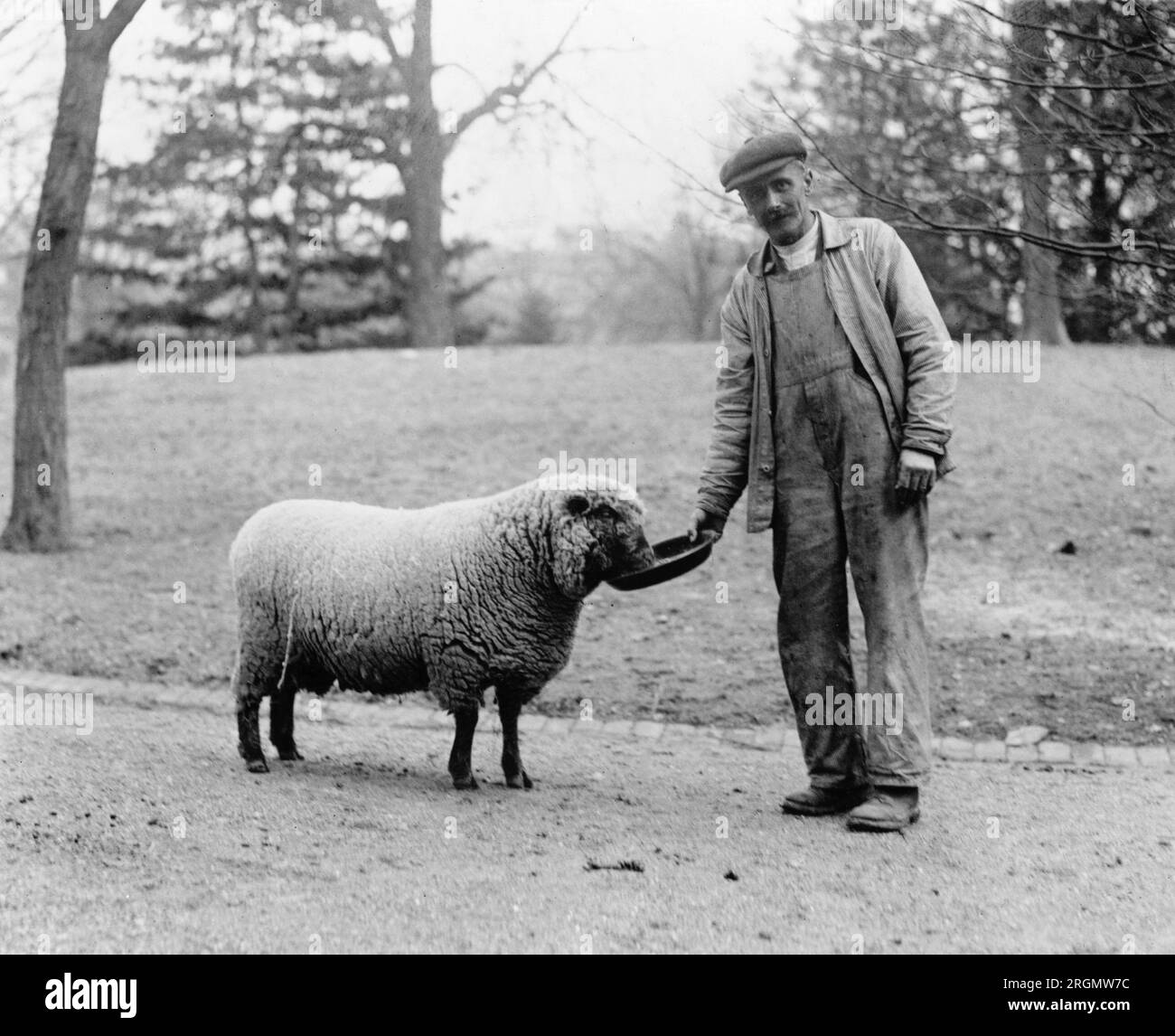 Real sheep Black and White Stock Photos & Images - Alamy