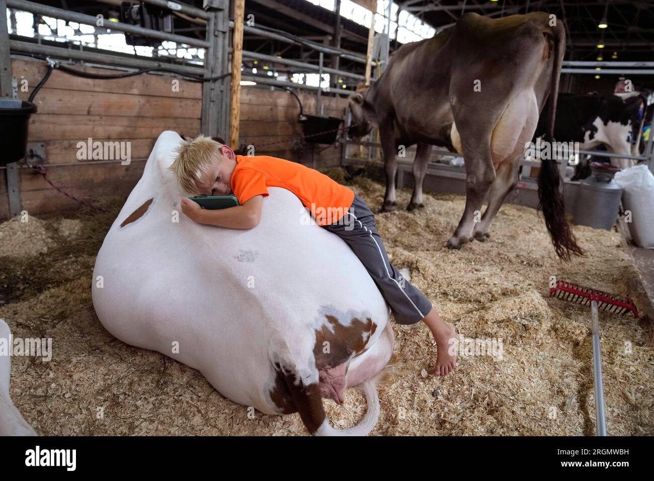 Five-year-old Jack Sawyer, of Dillon, Iowa, lies on the back of a cow ...