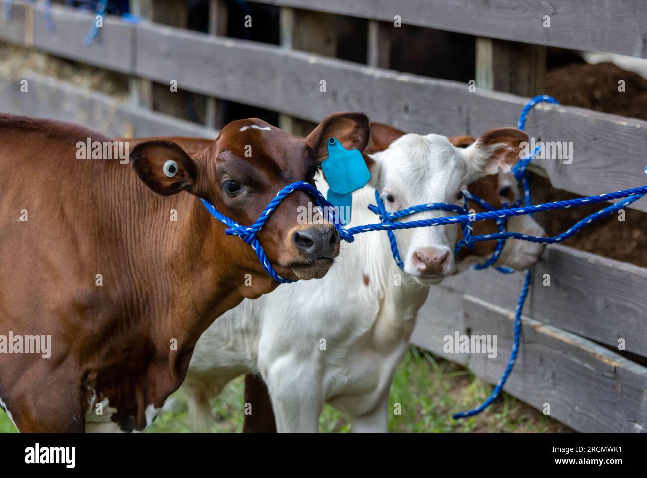 Dairy cow with rope in pen at NJ State country fair in Sussex County ...