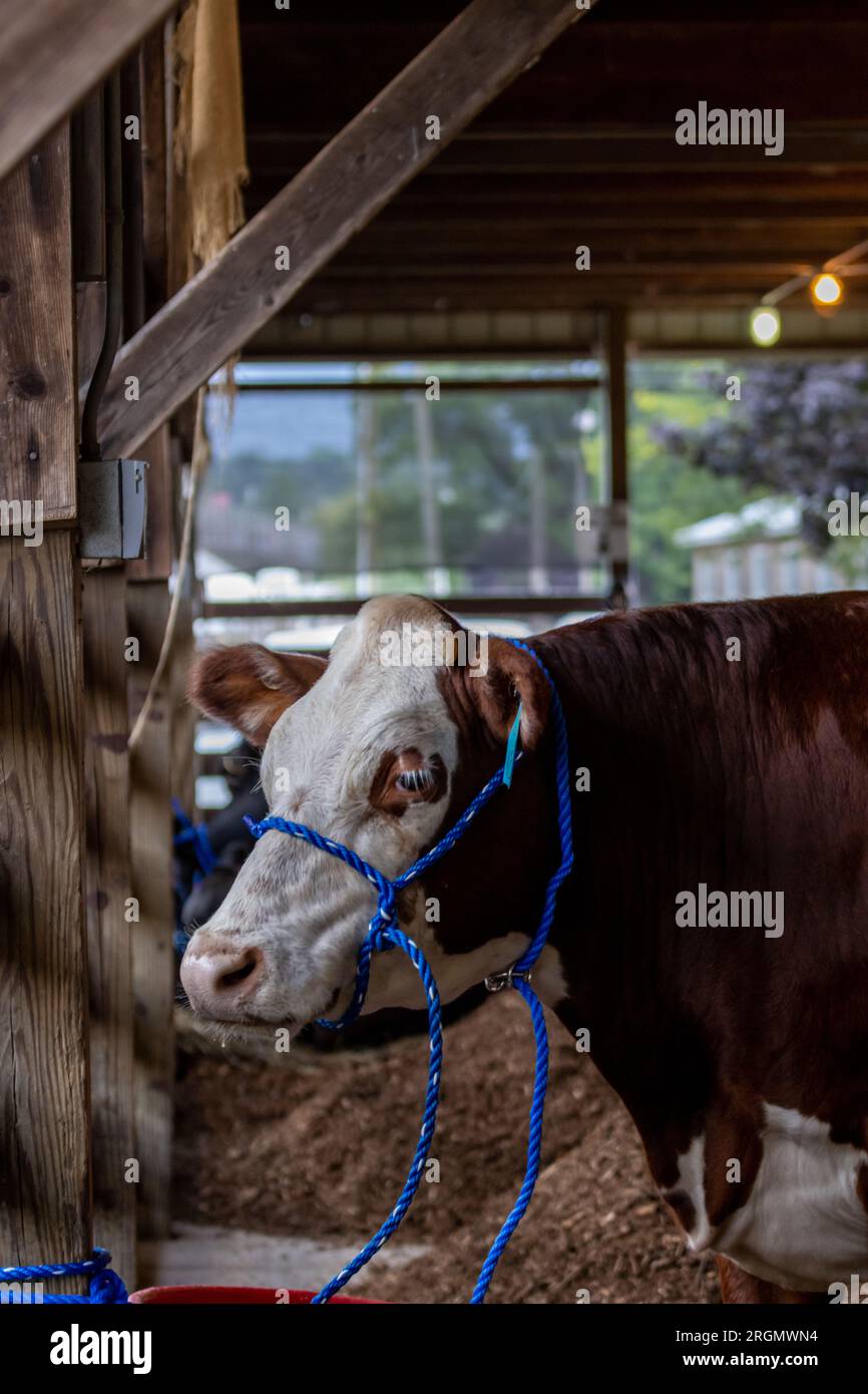 Dairy cow with rope in pen at NJ State country fair in Sussex County ...