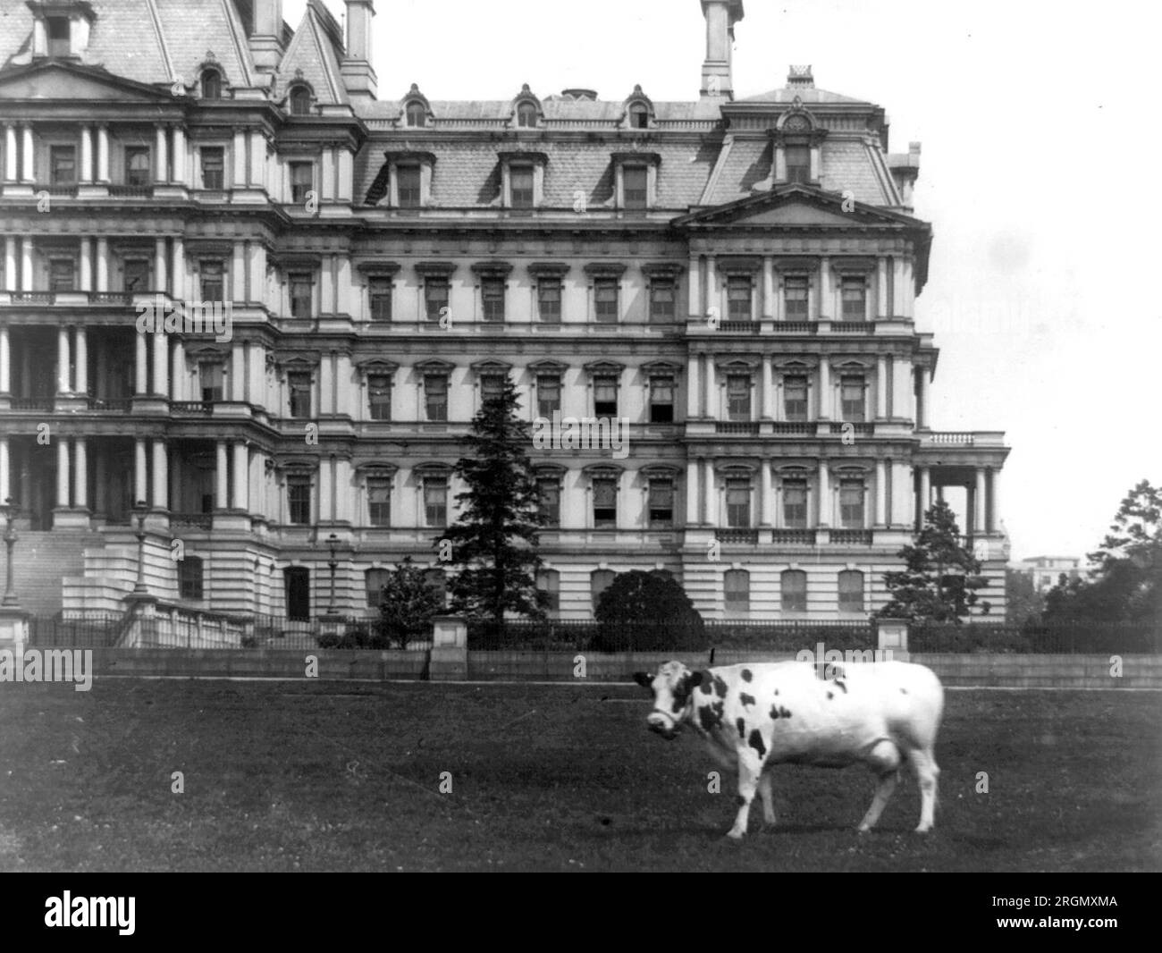 Pauline the cow hi-res stock photography and images - Alamy