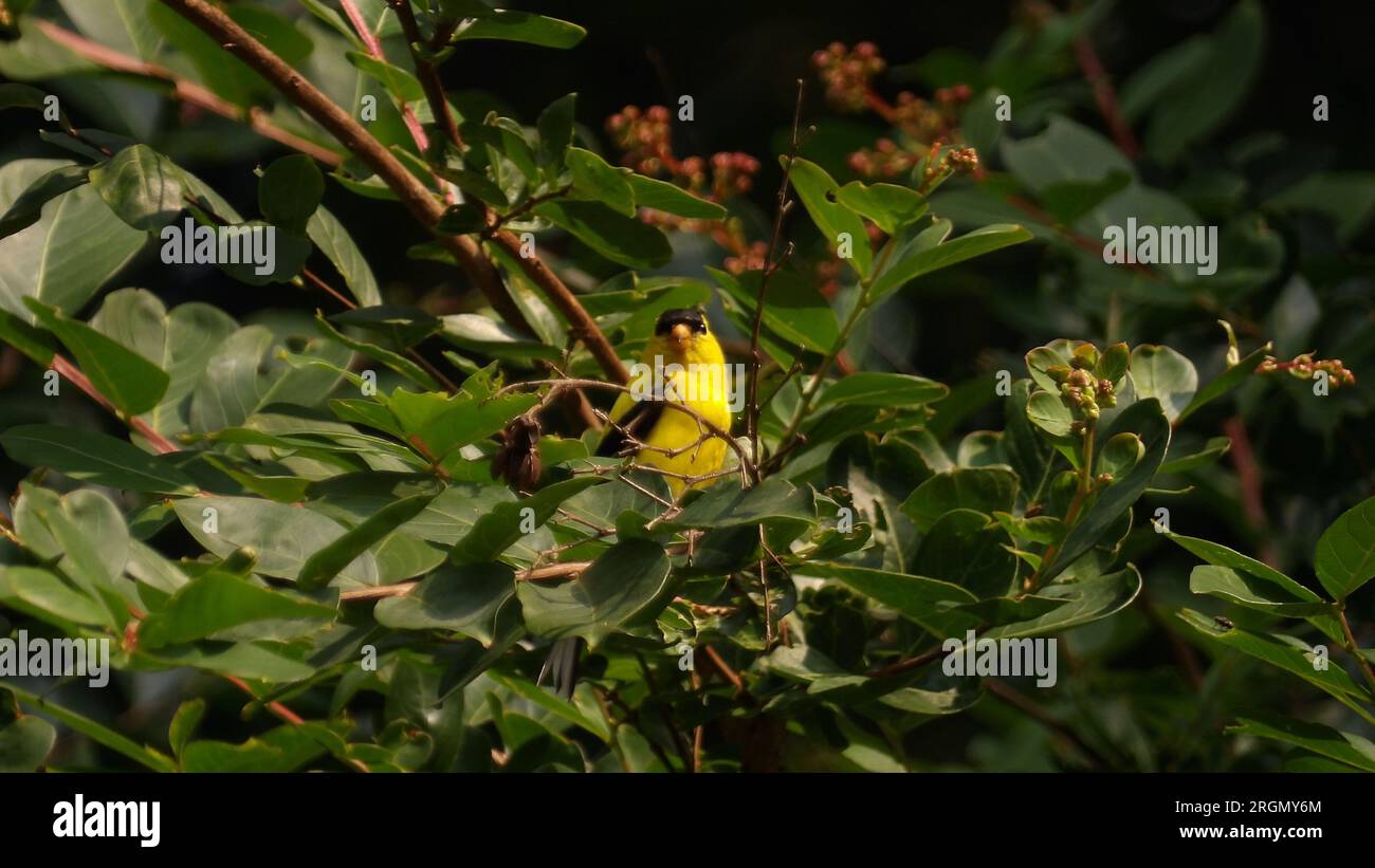 Kodak PIXPRO AZ528 Superzoom Project; Male goldfinch perched upon a ...