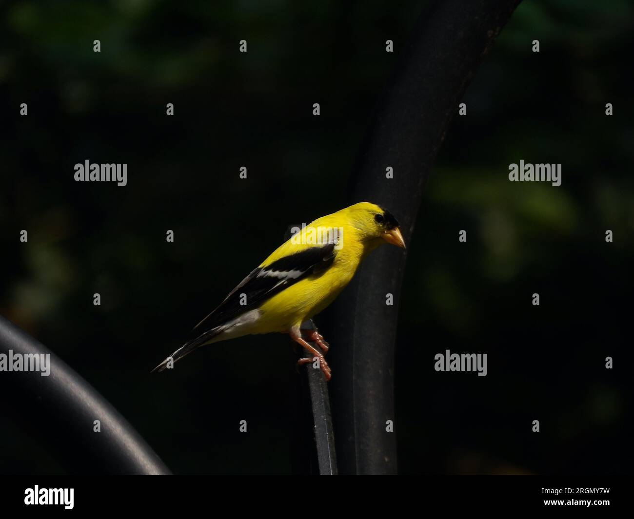 Kodak PIXPRO AZ528 Superzoom Project; Male Goldfinch perched on a ...