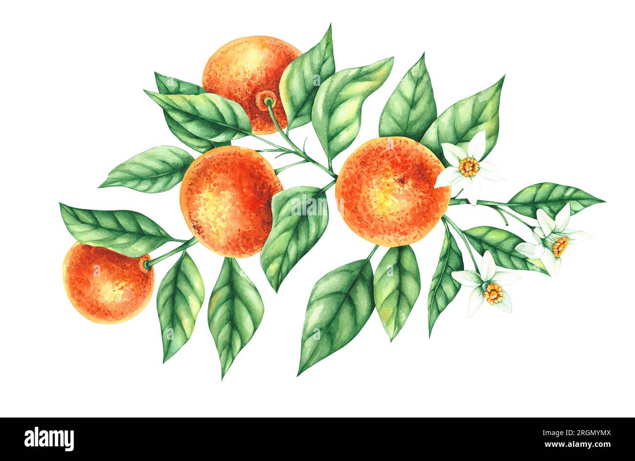 Watercolor tangerine plant hand-drawn. Tangerine branches with flowers ...
