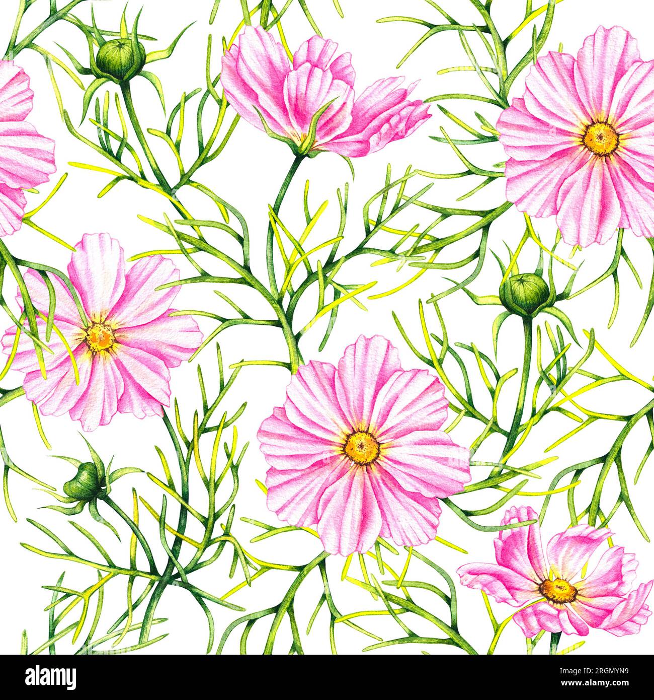 Watercolor cosmos flowers hand-drawn seamless pattern. Pink flowers ...
