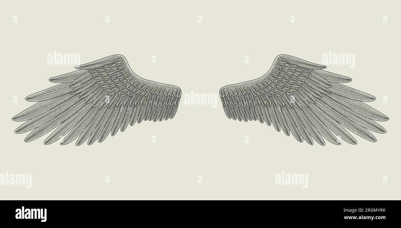 angel wings or bird set, Vintage engraving drawing style illustration ...