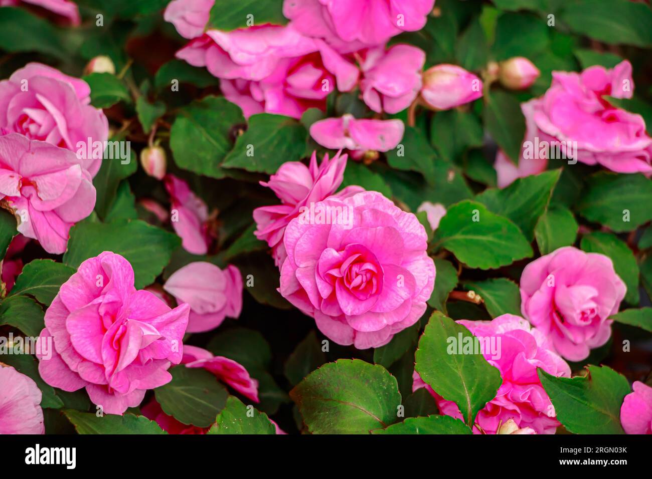Pink roses close up. Home flower impatiens balsamina. Growing plant in ...