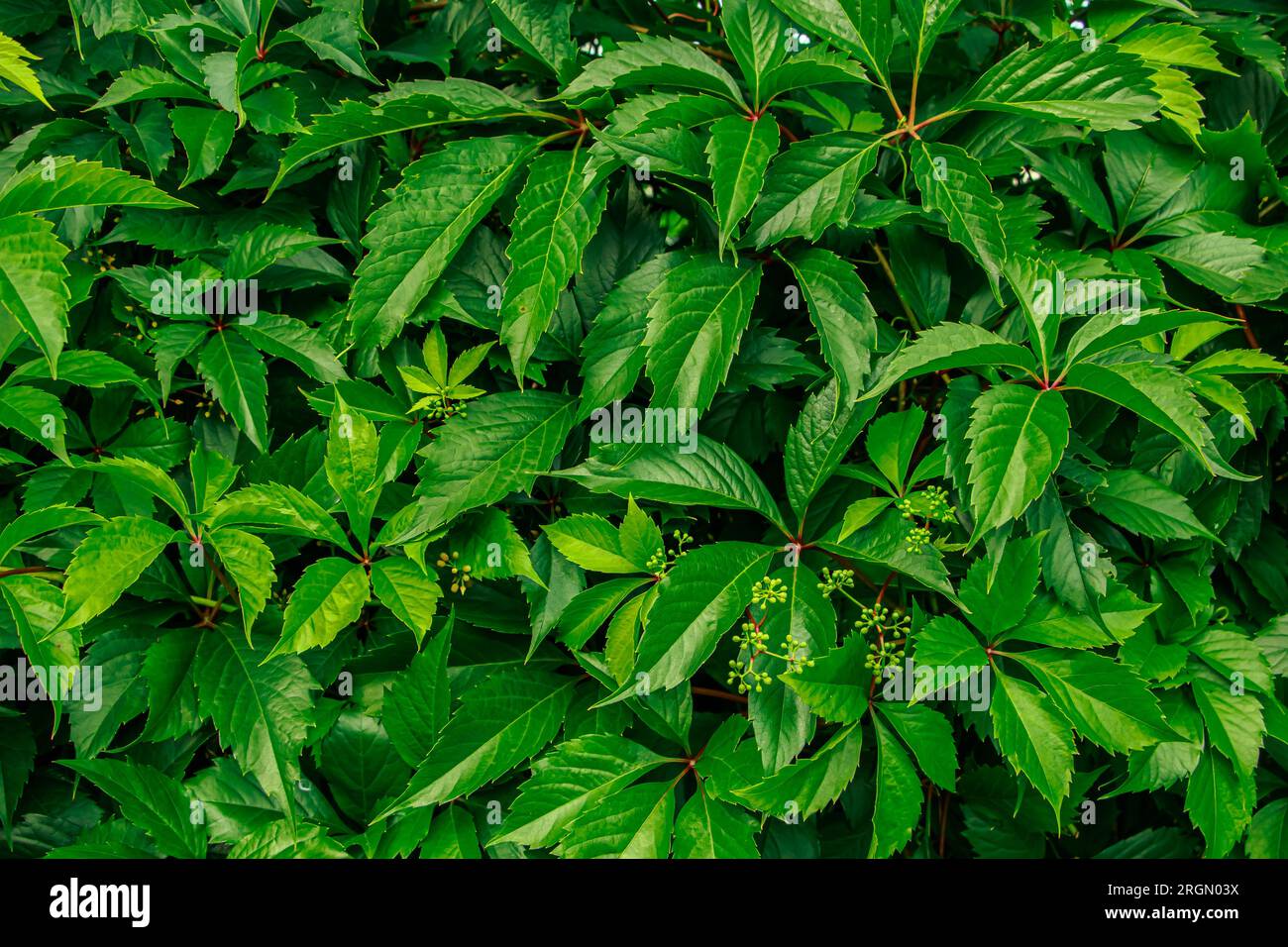 Grape vine close up hi-res stock photography and images - Alamy