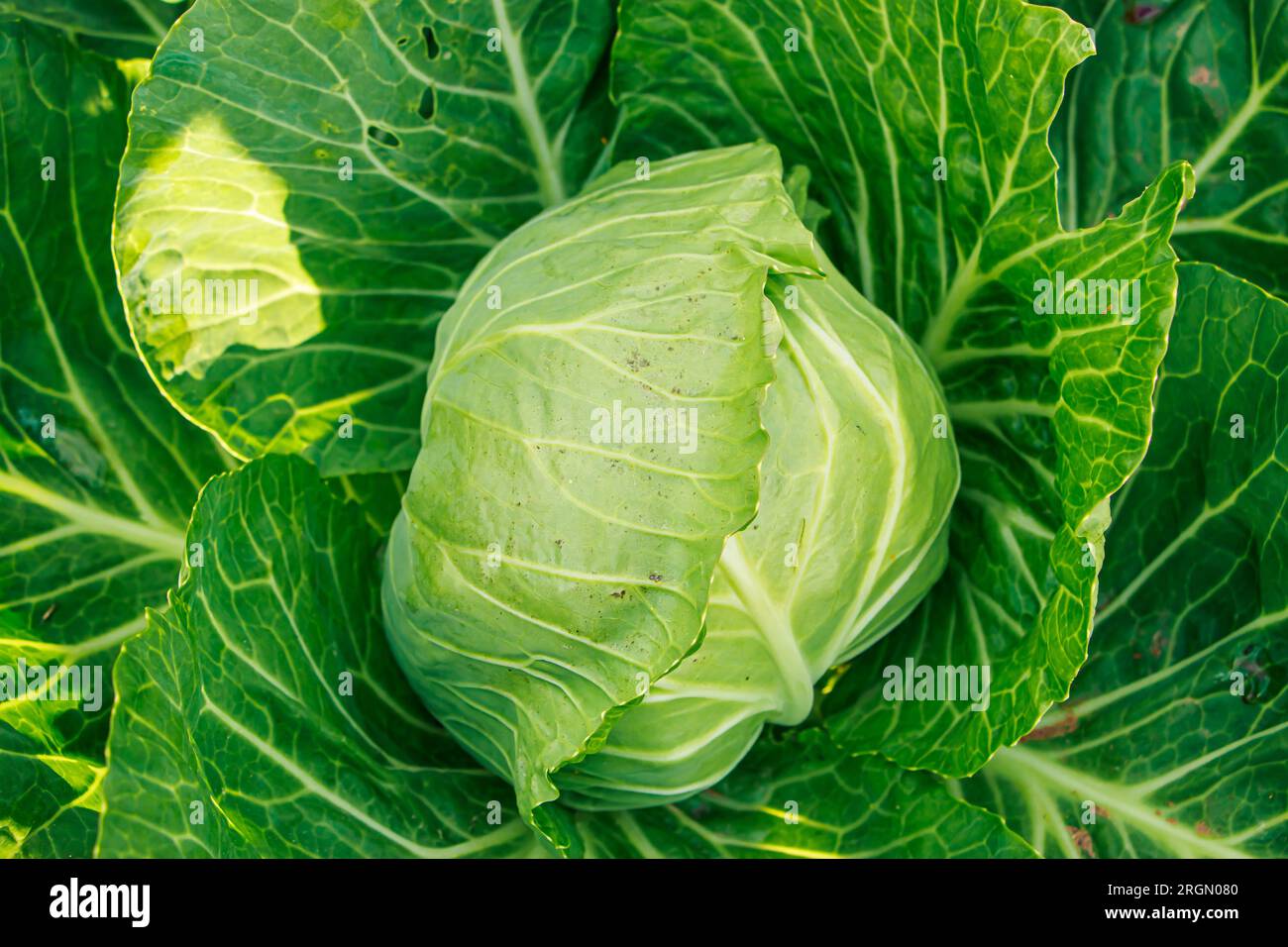 Green cabbage head close-up. Harvest white cabbage in garden. Growing ...