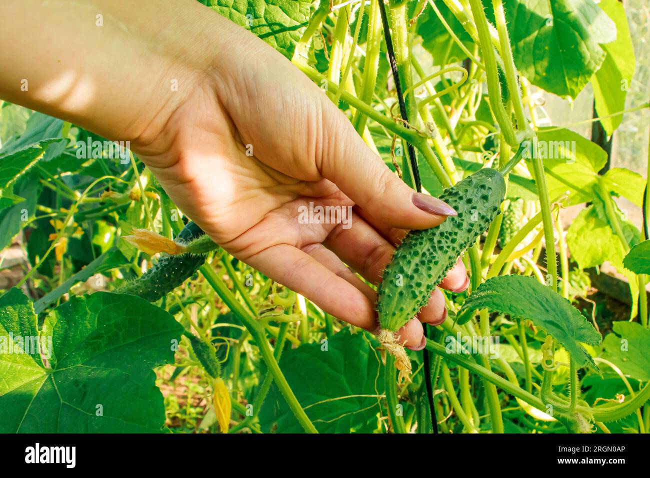 Farmer harvesting cucumbers in greenhouse. Hand holding young cucumber ...
